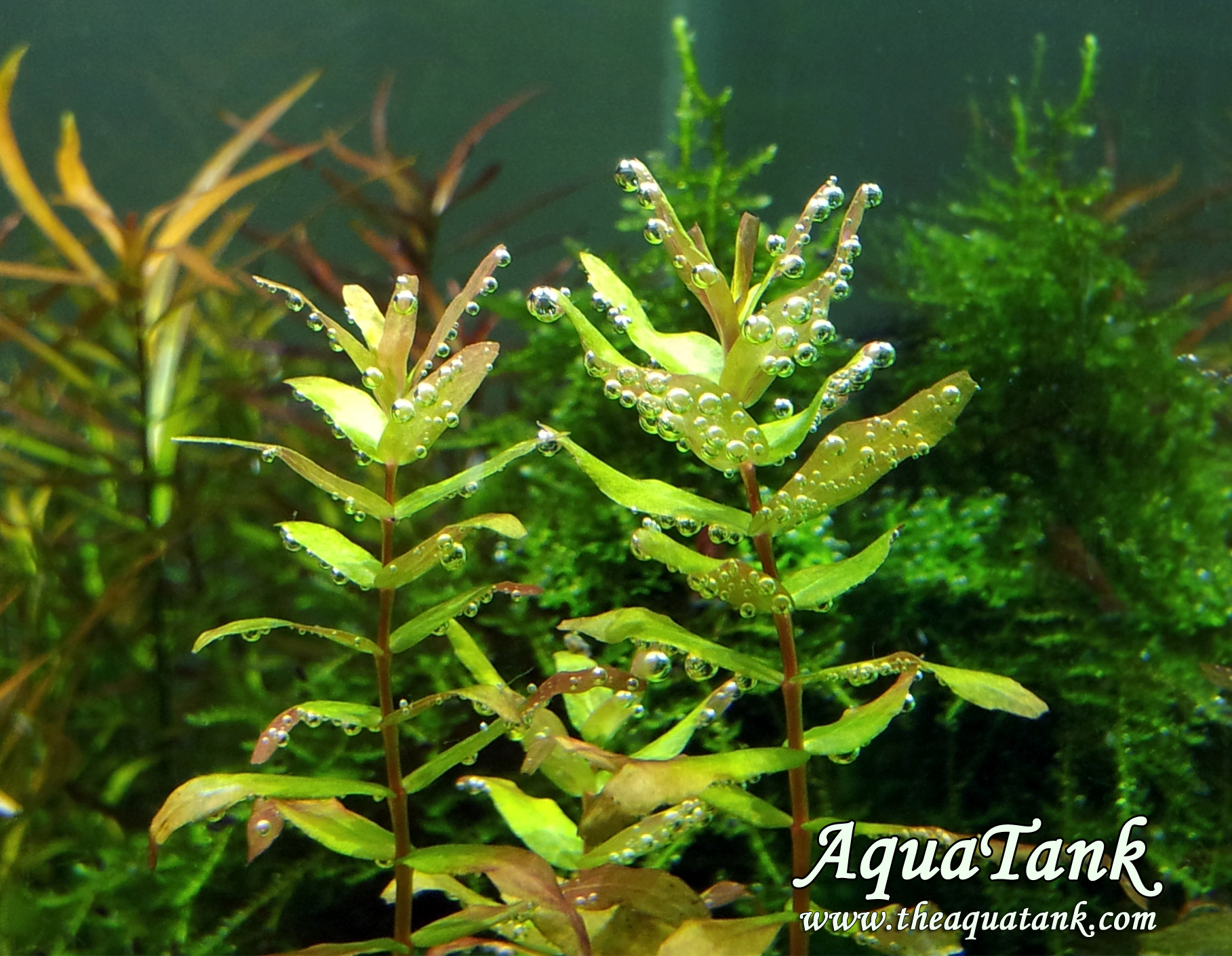 Rotala Macrandra 'Green' / 'Wavy' aquarium plant | AquaTank Rare Aquarium Plants